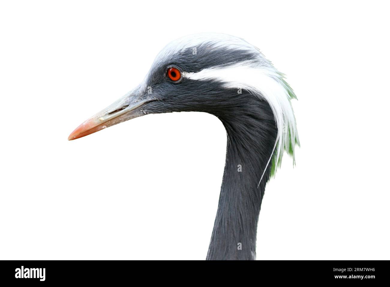 Partial side view Cut Out Stock Images & Pictures - Alamy