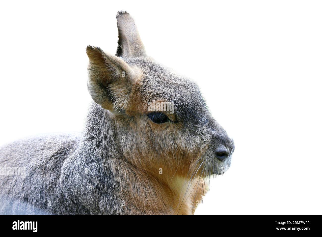 The Great Mara (Dolichotis patagonum) is a rodent species living in ...