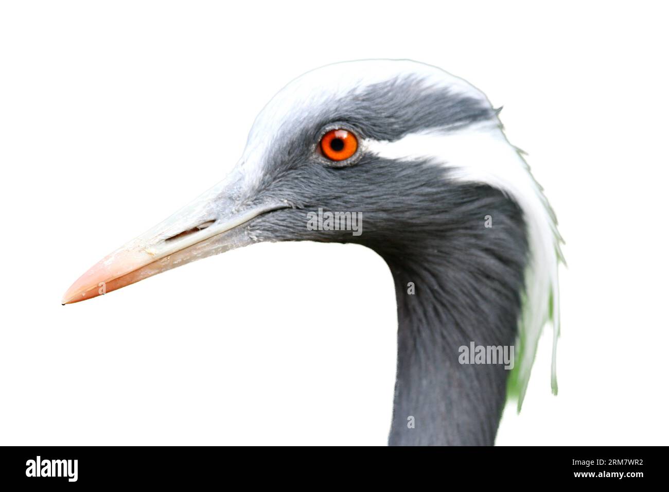 Partial side view Cut Out Stock Images & Pictures - Alamy