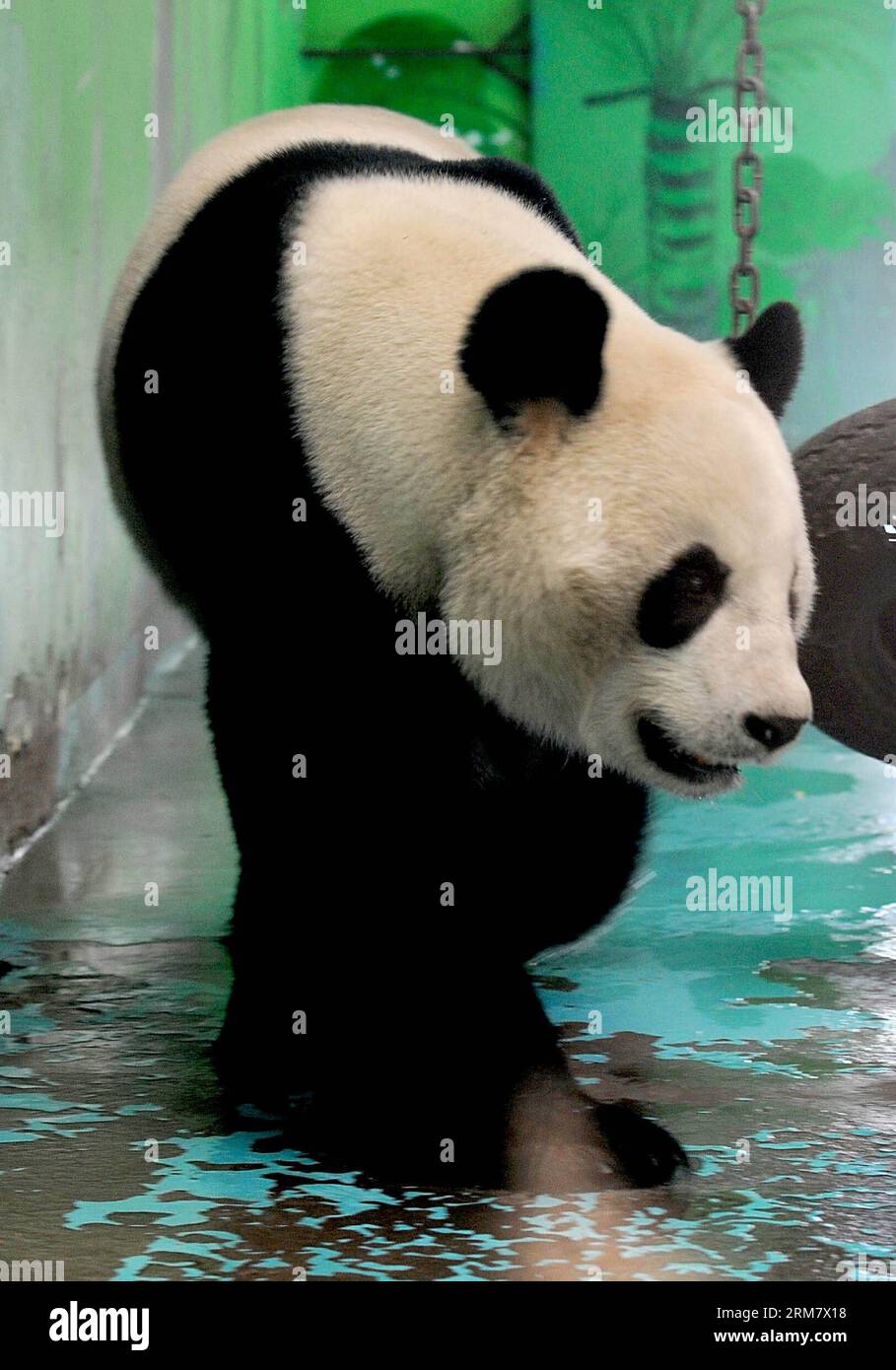 (140318) -- ZHENGZHOU, March 18, 2014 (Xinhua) -- Giant panda Longsheng ...