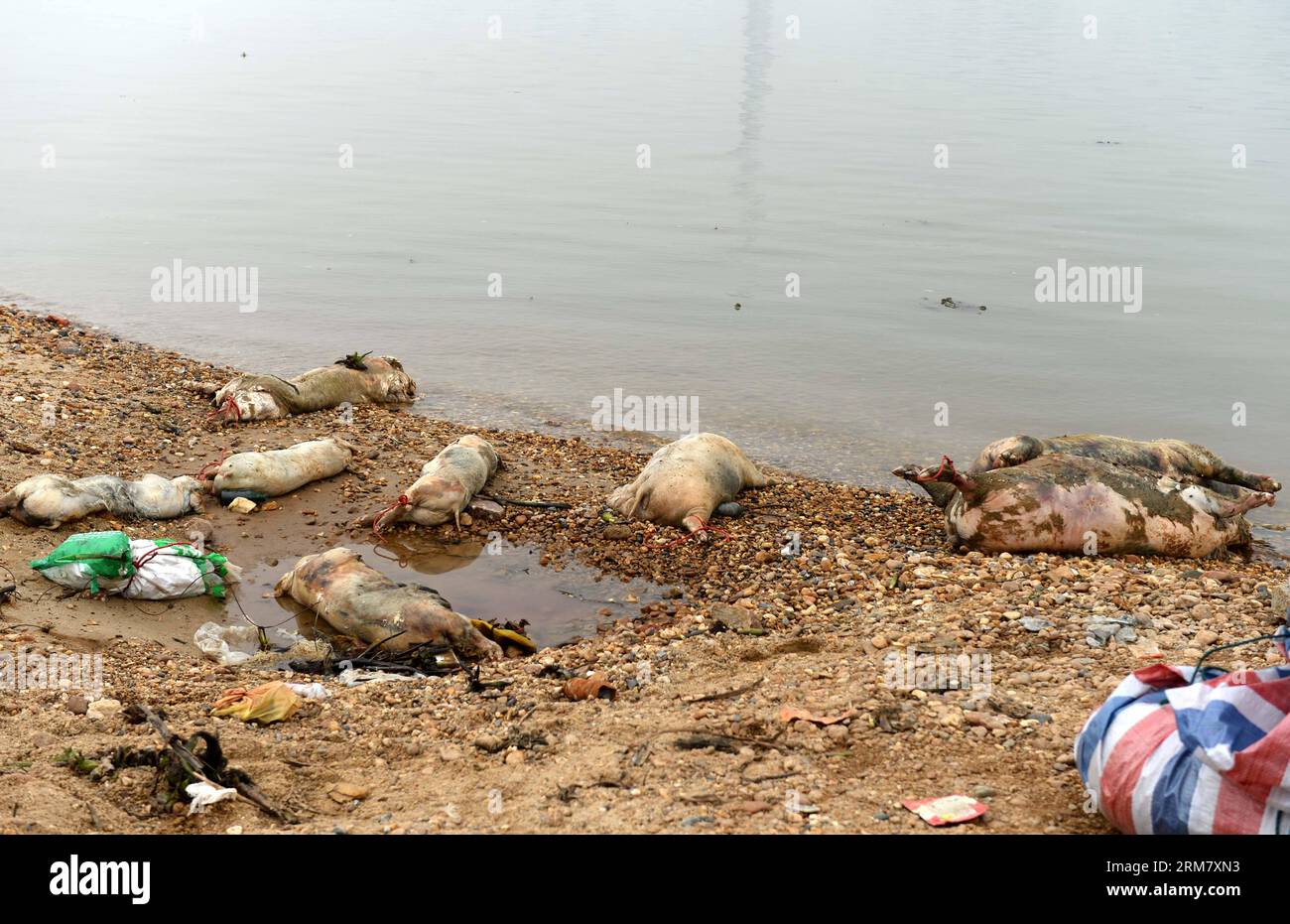 Dead pigs hi-res stock photography and images - Alamy