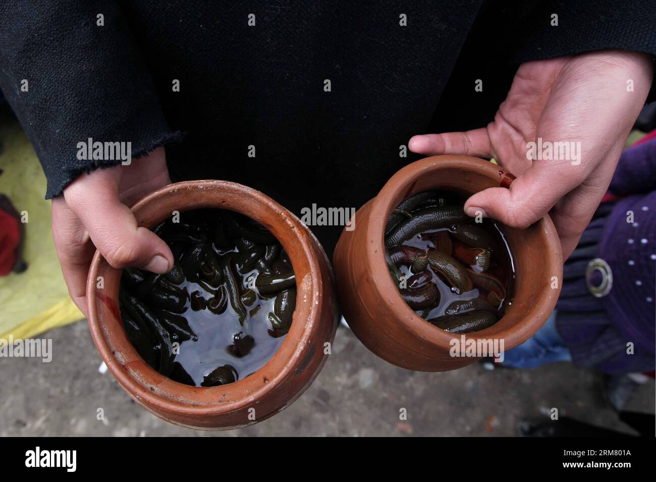 Indian leech hi-res stock photography and images - Alamy