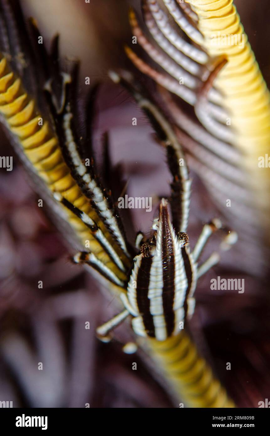 Babas crinoid squat lobster hi-res stock photography and images - Alamy