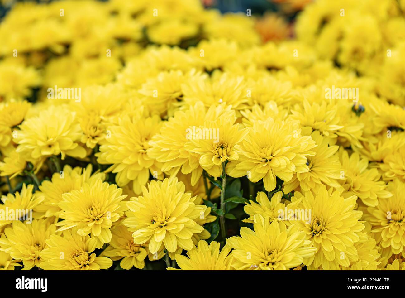 Fresh bright blooming yellow chrysanthemums flowers in autumn garden ...