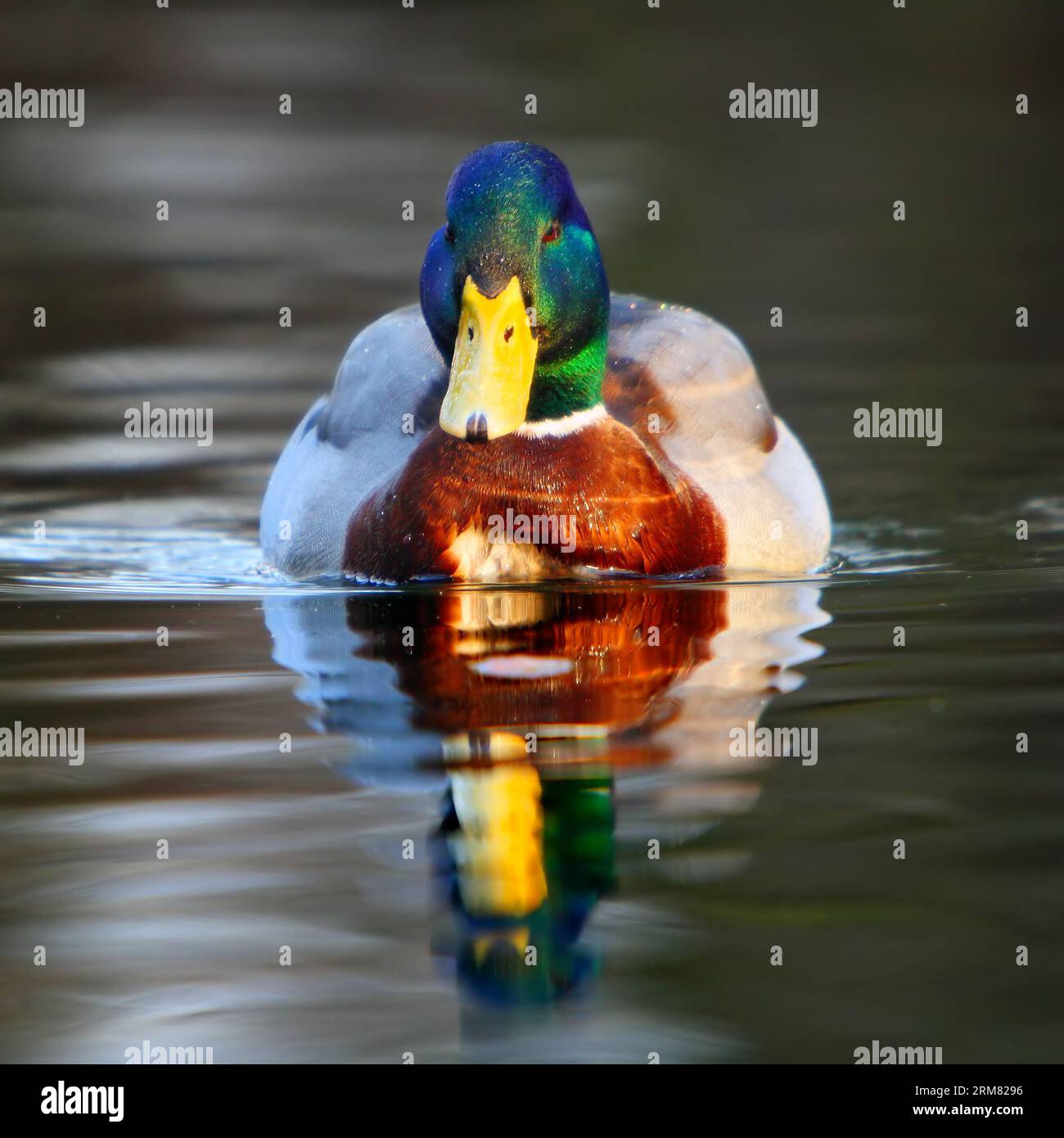Duck in water Stock Photo - Alamy