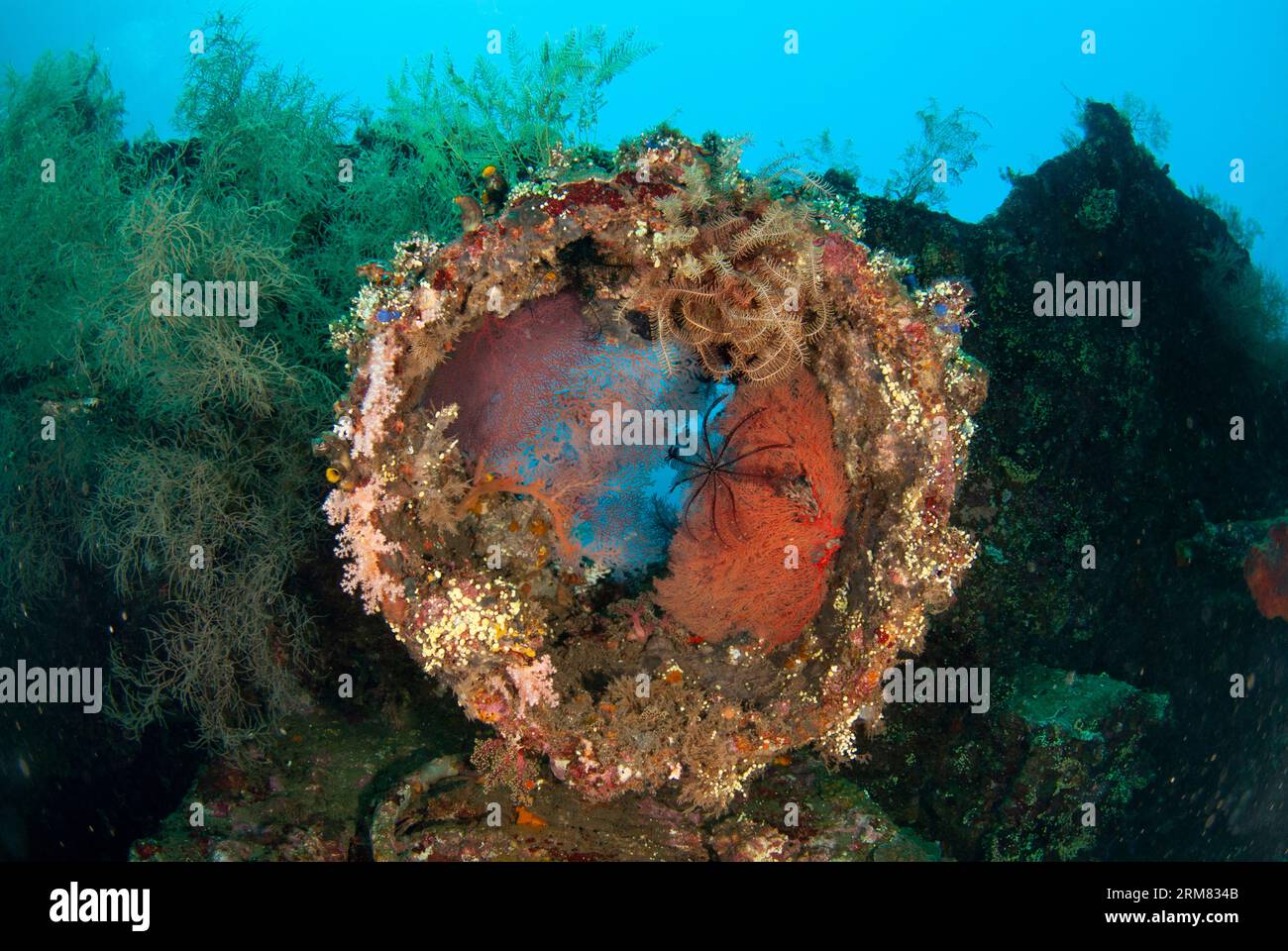 Coral-covered pipe of wreck, Liberty wreck dive site, Tulamben ...