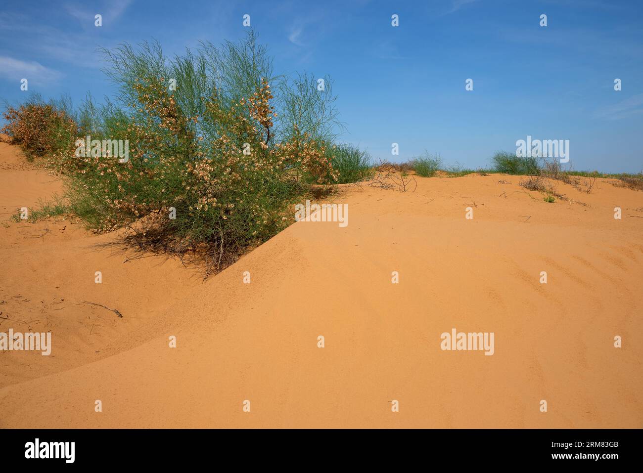 In the semi-desert of Kalmykia, Russia Stock Photo - Alamy