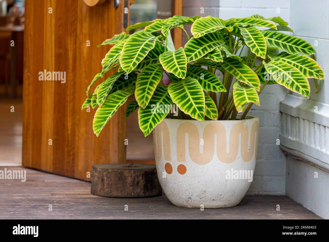 Calathea Zebrina Flower