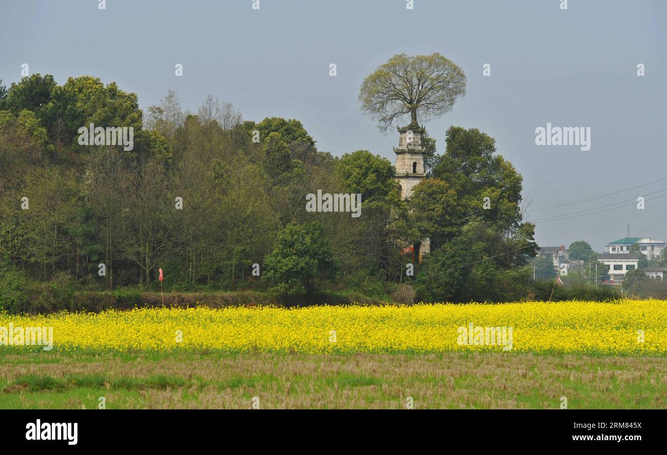 (140327) -- CHANGSHA, March 26, 2014(Xinhua) -- Photo taken on March 26 ...