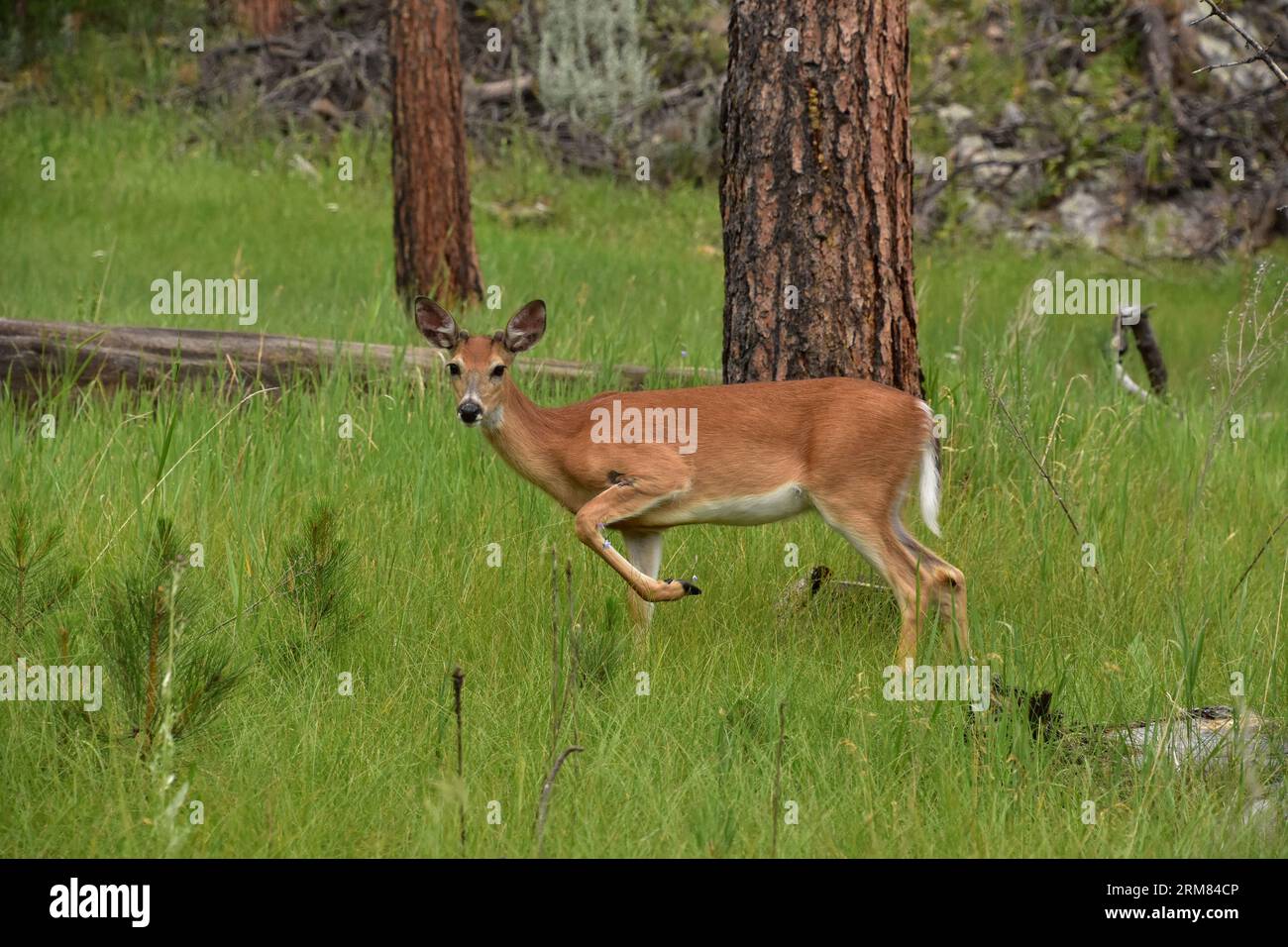 White tail deer paw hi-res stock photography and images - Alamy