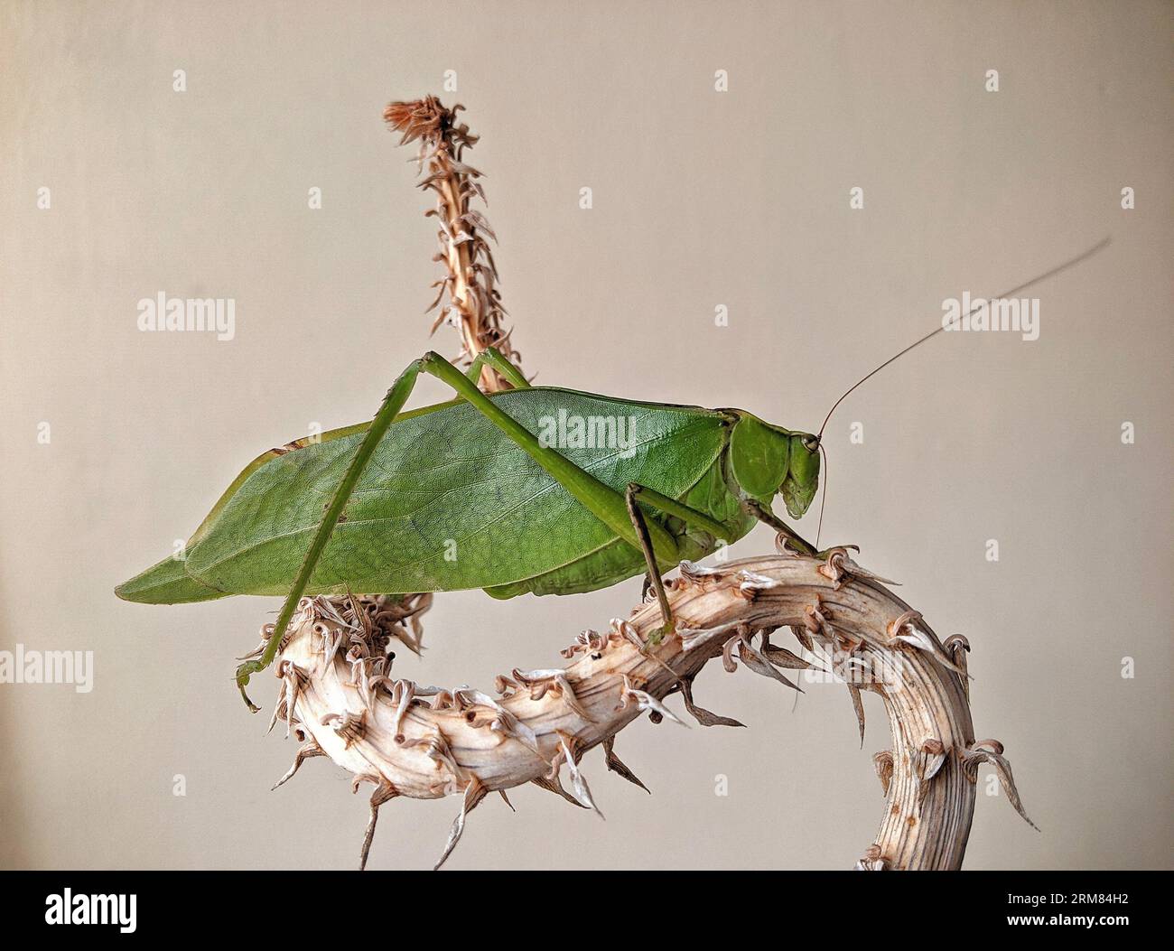 A top view of a grasshopper on a branch Stock Photo - Alamy