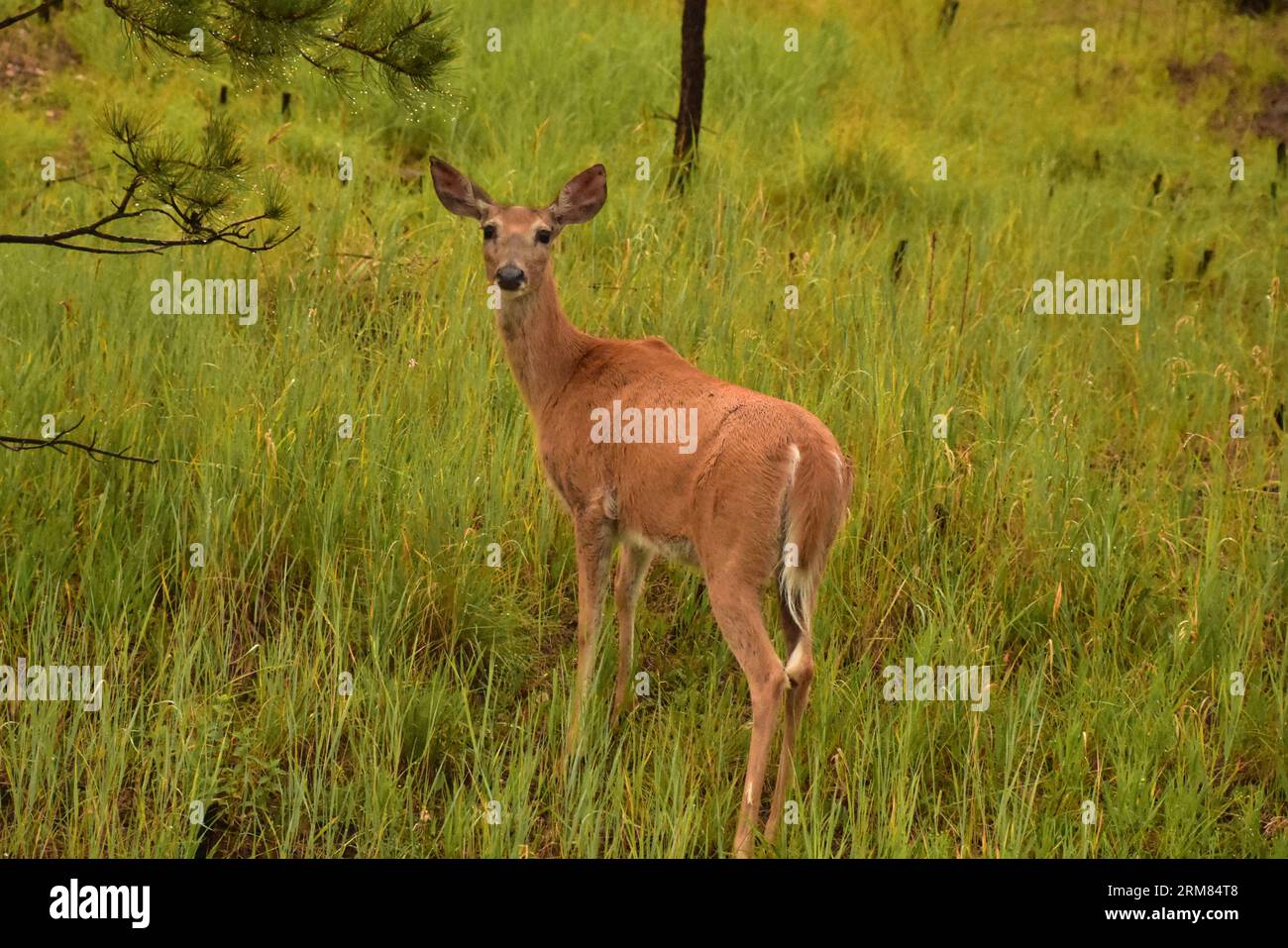 Buck grove hi-res stock photography and images - Alamy