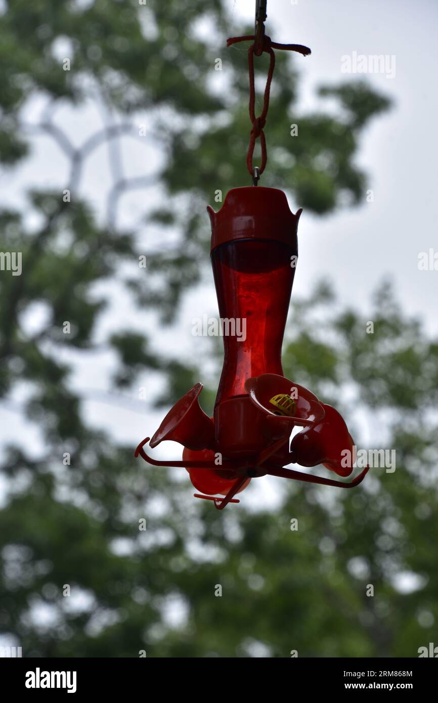 Hummingbird feeder hanging down and waiting for hummingbirds with red ...