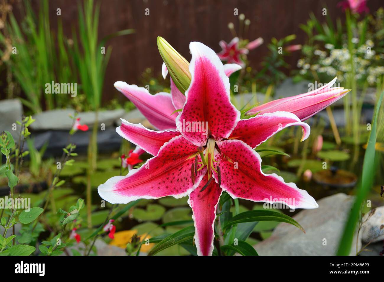 Passionate garden hi-res stock photography and images - Alamy