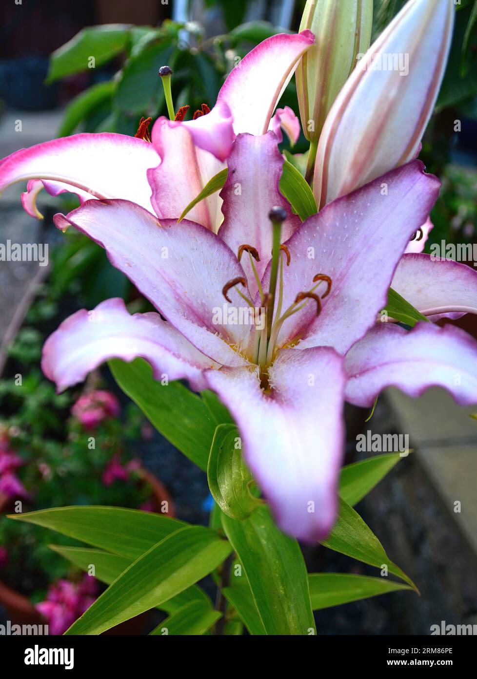 Passionate about gardens hi-res stock photography and images - Alamy