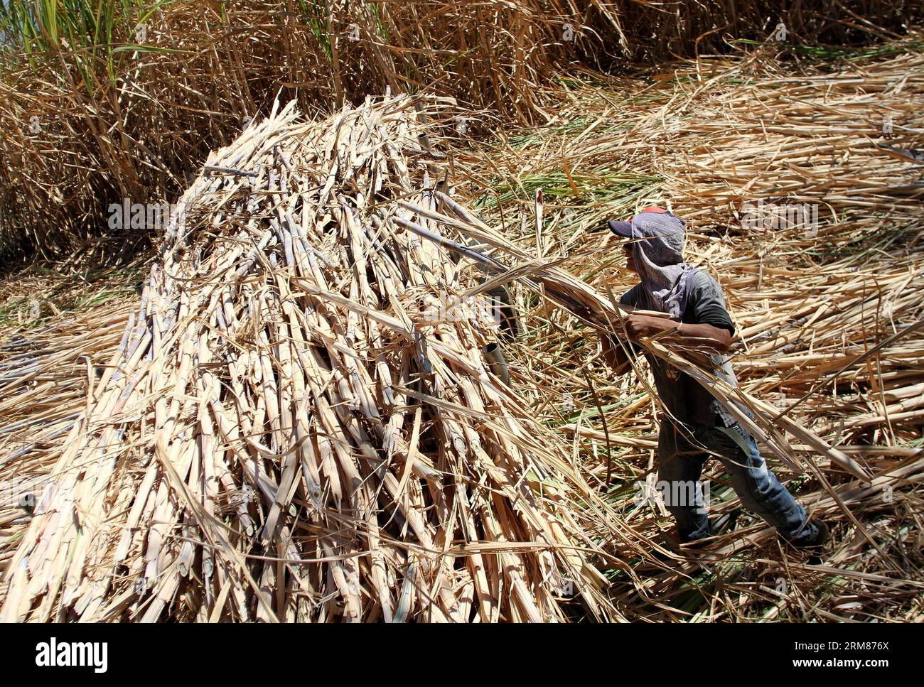 Sugarcane piles hi-res stock photography and images - Alamy