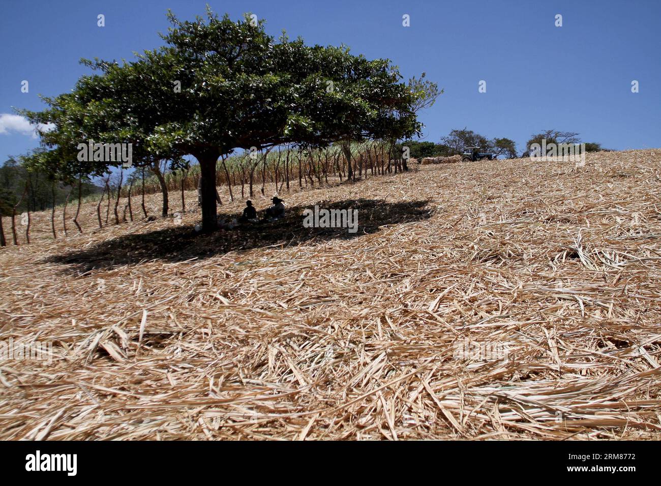 Workers rest under a tree after reaping sugarcane in a plantation of ...
