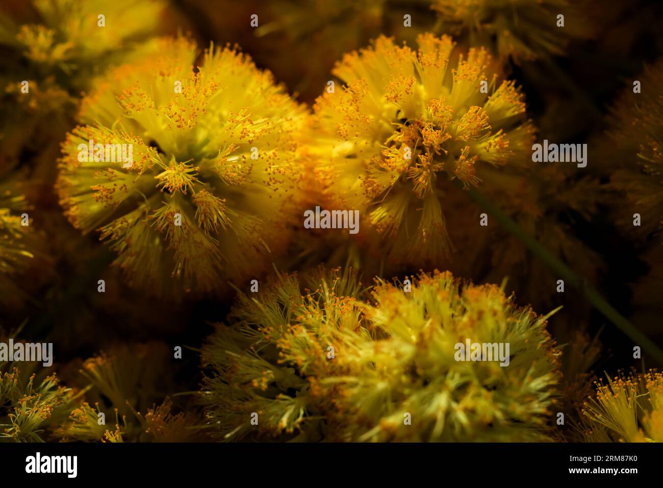 A close-up shot of multiple yellow gum arabic flowers, creating a ...