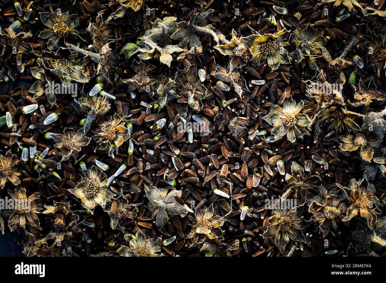 Closeup of the small, round seeds of the false daisy plant, with an ...