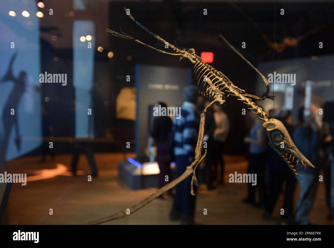 (140401) -- NEW YORK, April 1, 2014 (Xinhua) -- A pterosaur model is on ...