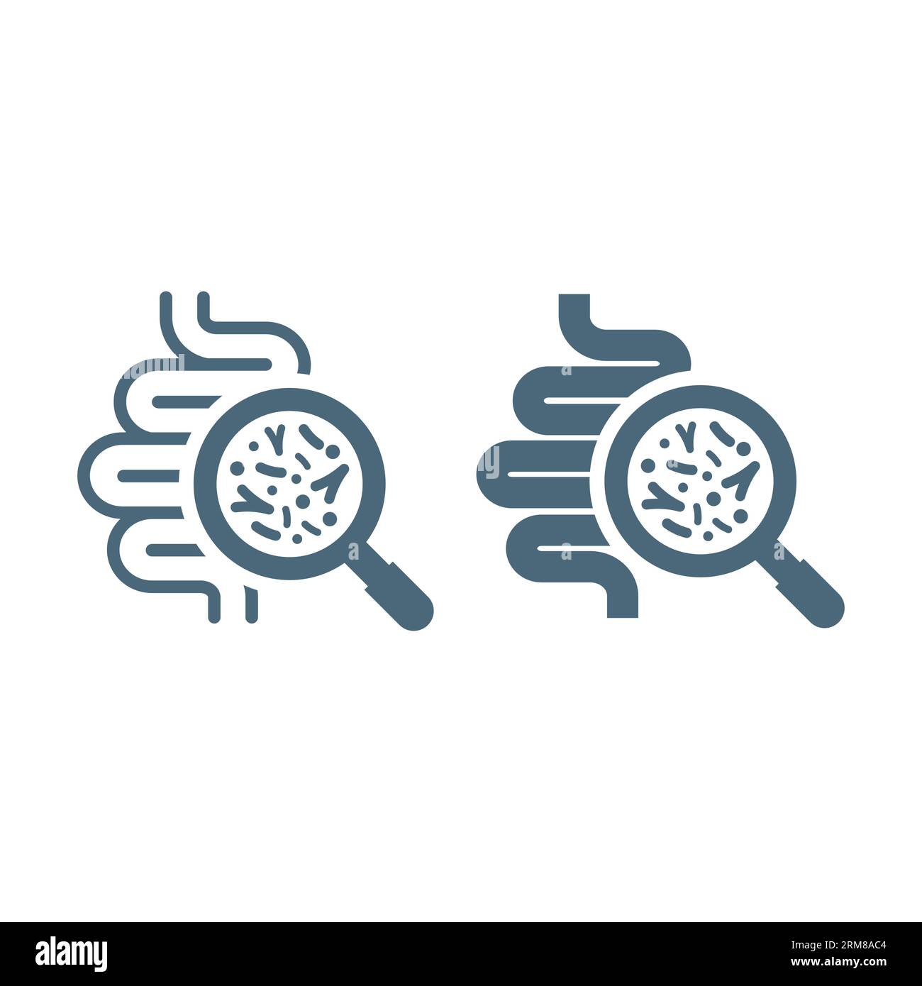 Guts or intestines with microbiome vector icon. Bowels with magnifying ...