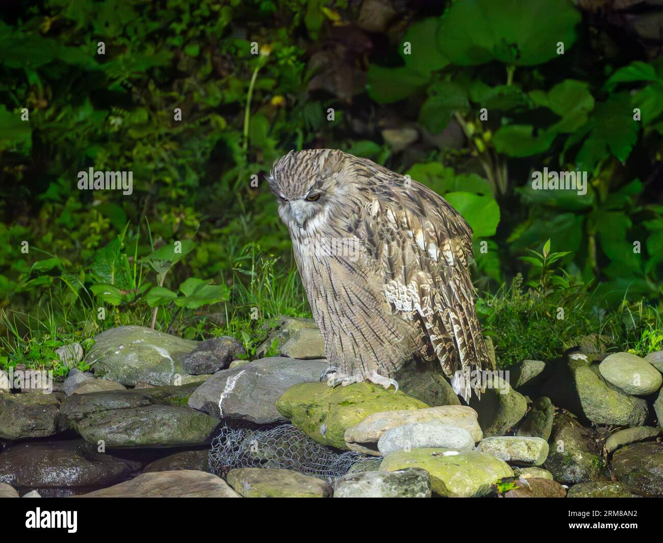 Blakiston's fish owl, Ketupa blakistoni, the largest owl feeding in a ...