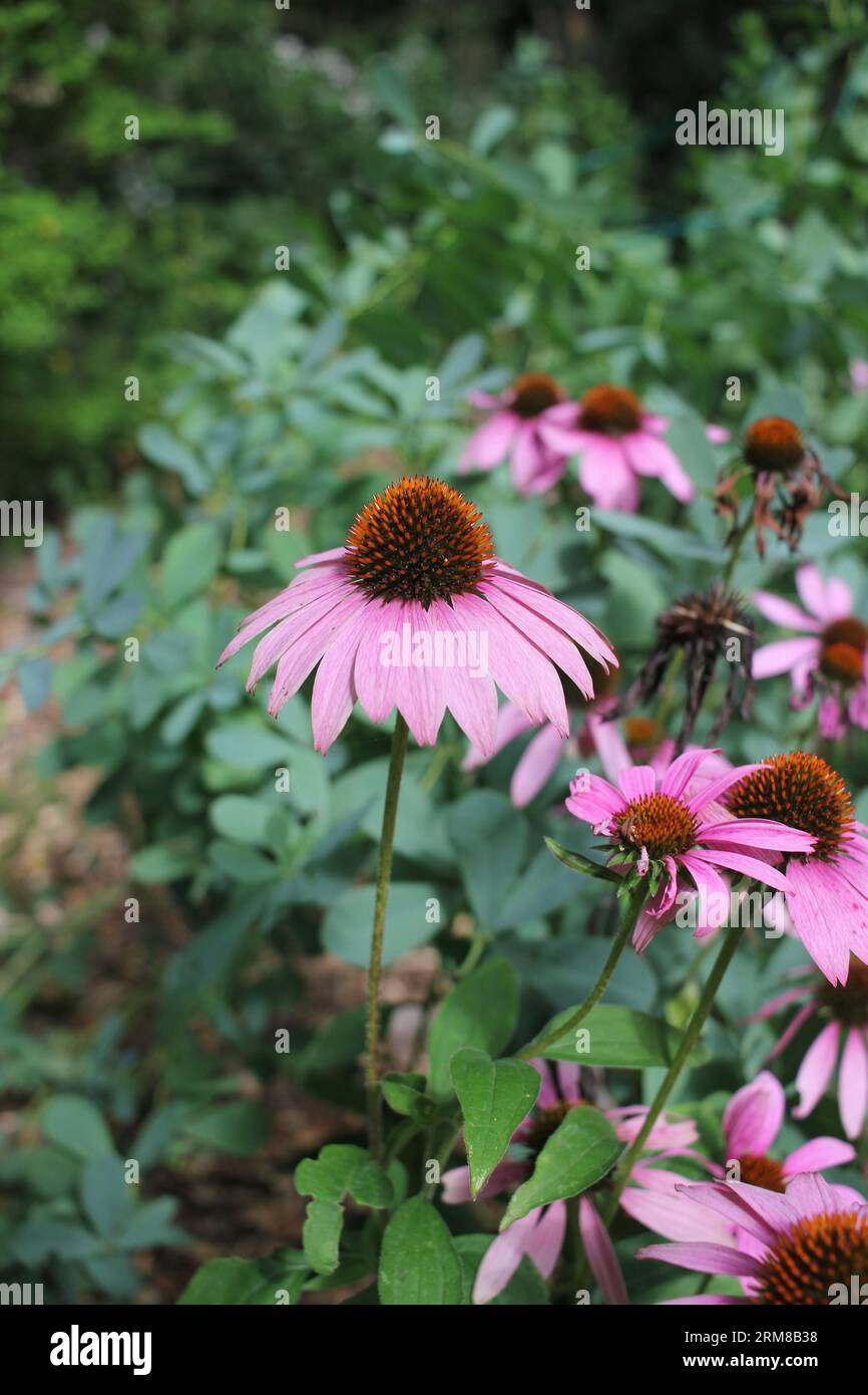 Typical coneflower growing in full bloom in the wildflower fields Stock ...