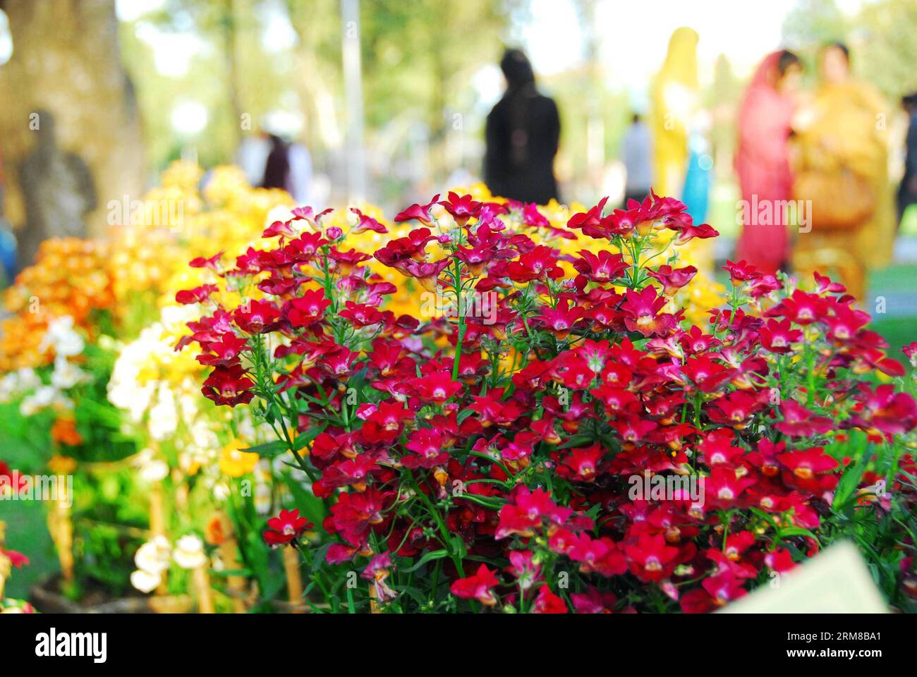 Eherpakistan islamabad flowers hi-res stock photography and images - Alamy