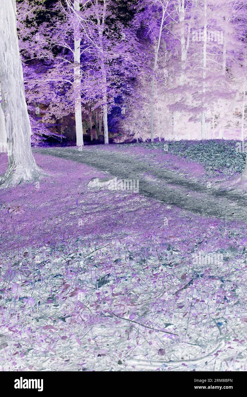 A typical worn country road winding up over a hill in a bright purple ...
