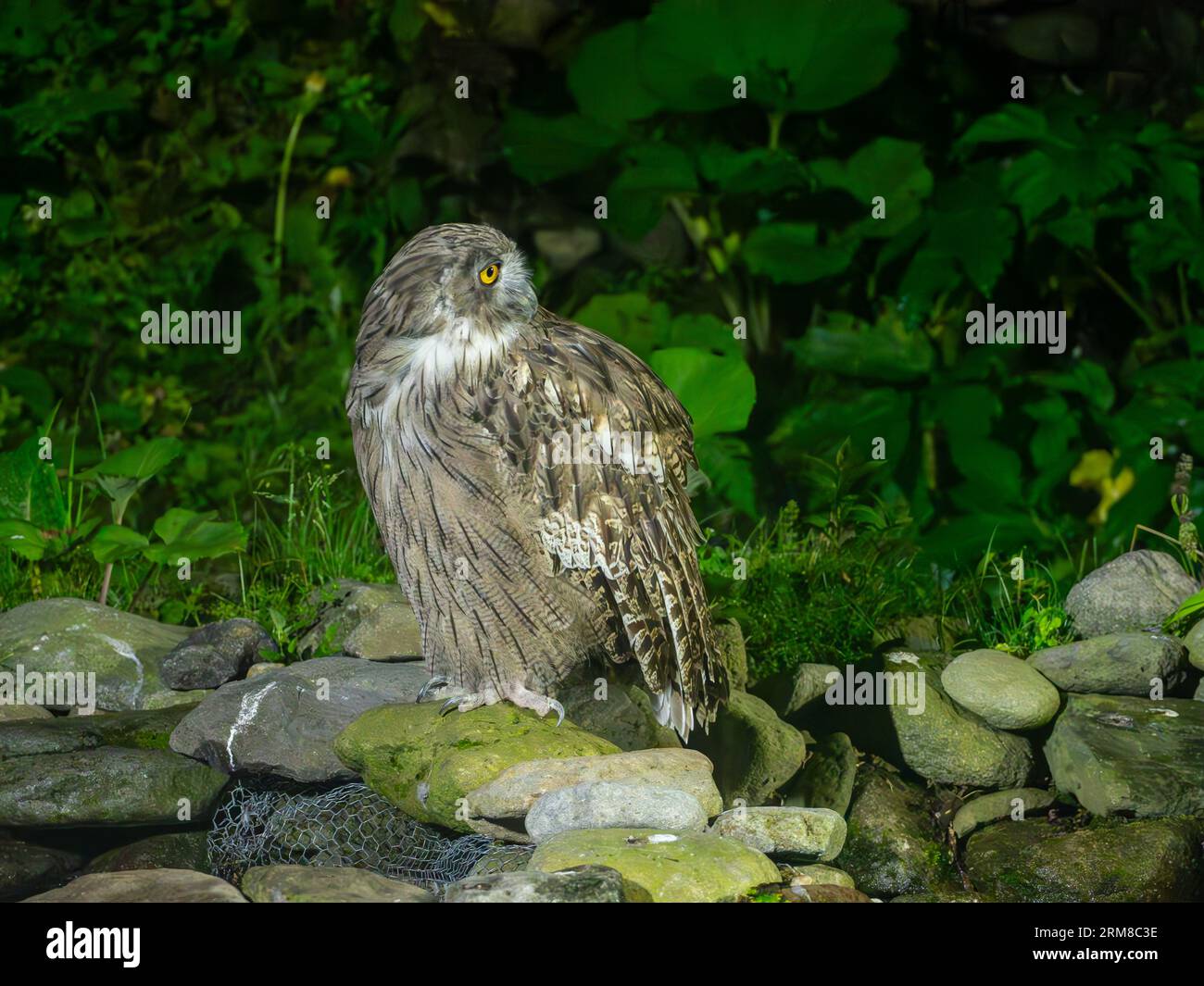 Blakiston's fish owl, Ketupa blakistoni, the largest owl feeding in a ...