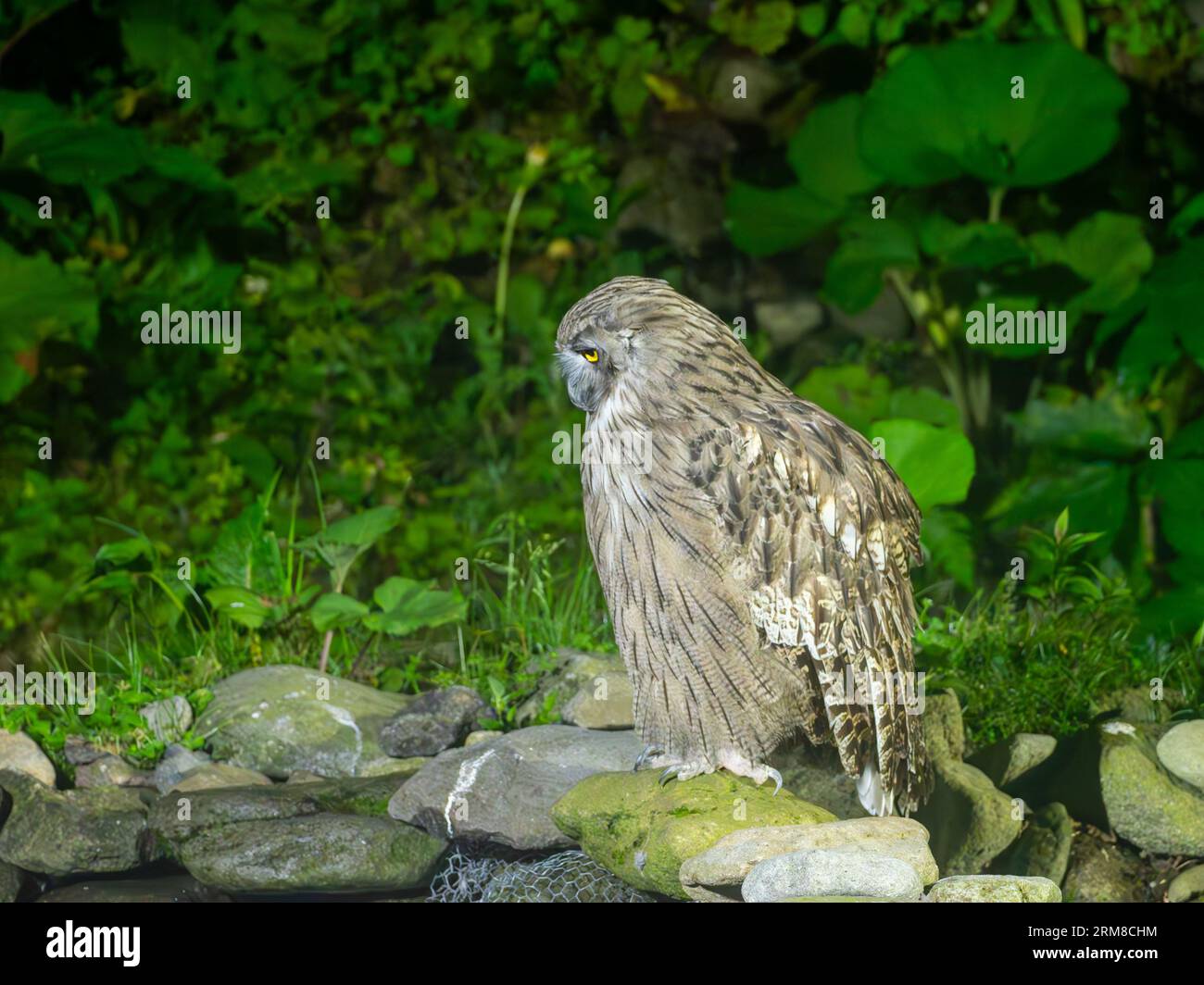Blakiston's fish owl, Ketupa blakistoni, the largest owl feeding in a ...