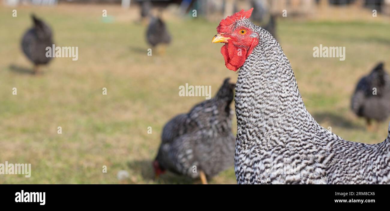 Chicken rooster that is a Dominique breed on a grassy field with his ...