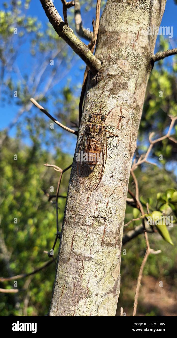Cicada insect. Cicada closeup on a branch in its natural habitat ...