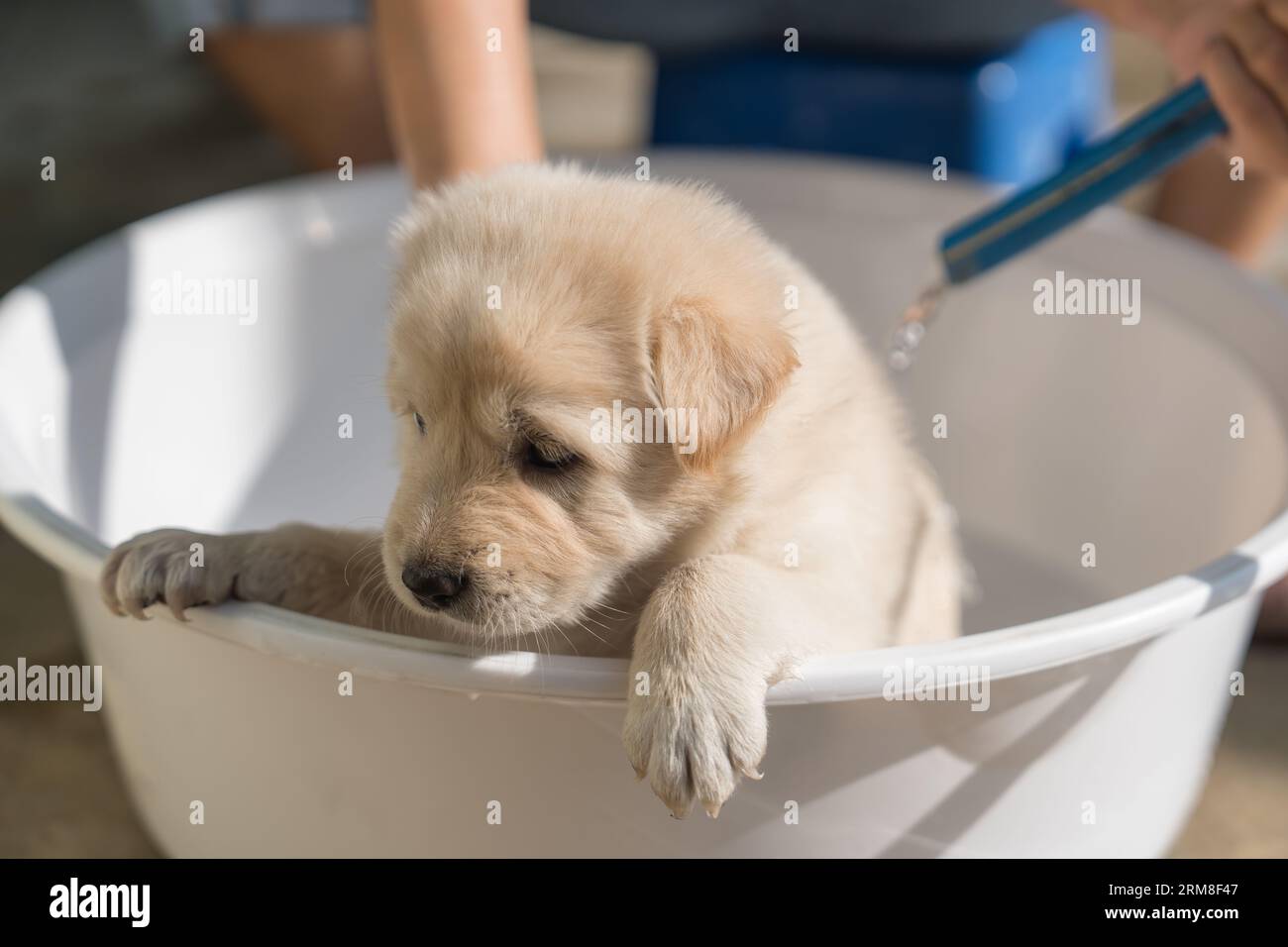 Hand of groomer bathing, shower, grooming with shampoo and water a cute ...