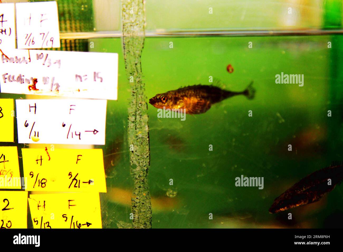 Evolution of a natural selection hi-res stock photography and images ...