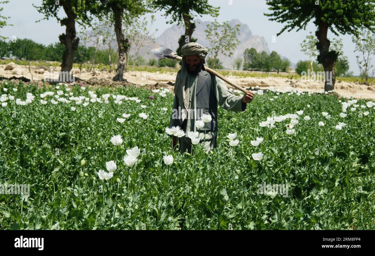 Afghan farmer in a poppy field hi-res stock photography and images - Alamy