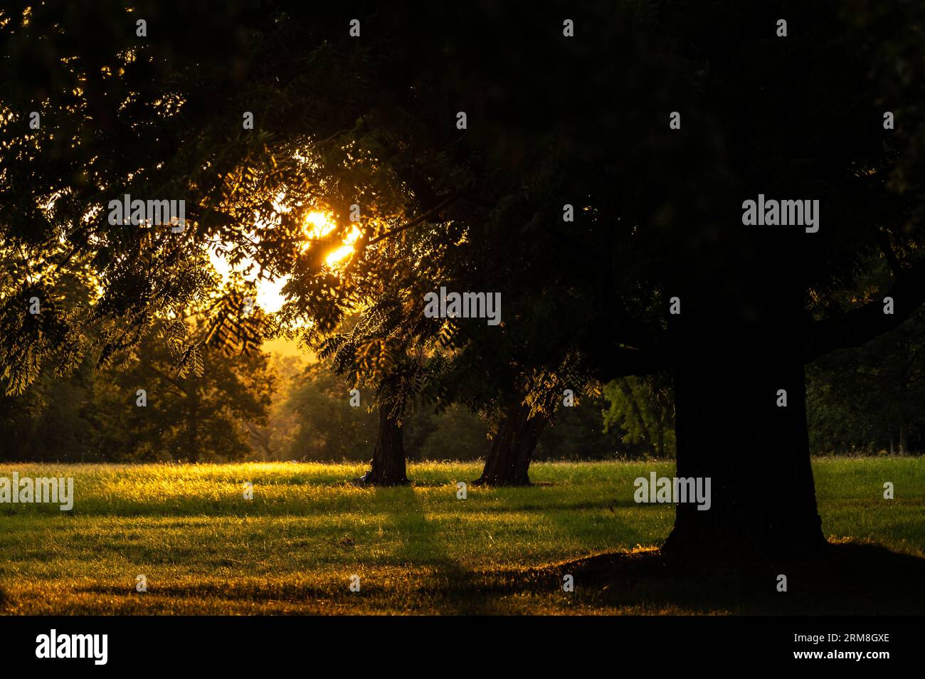 A sunset through trees in a city park Stock Photo - Alamy