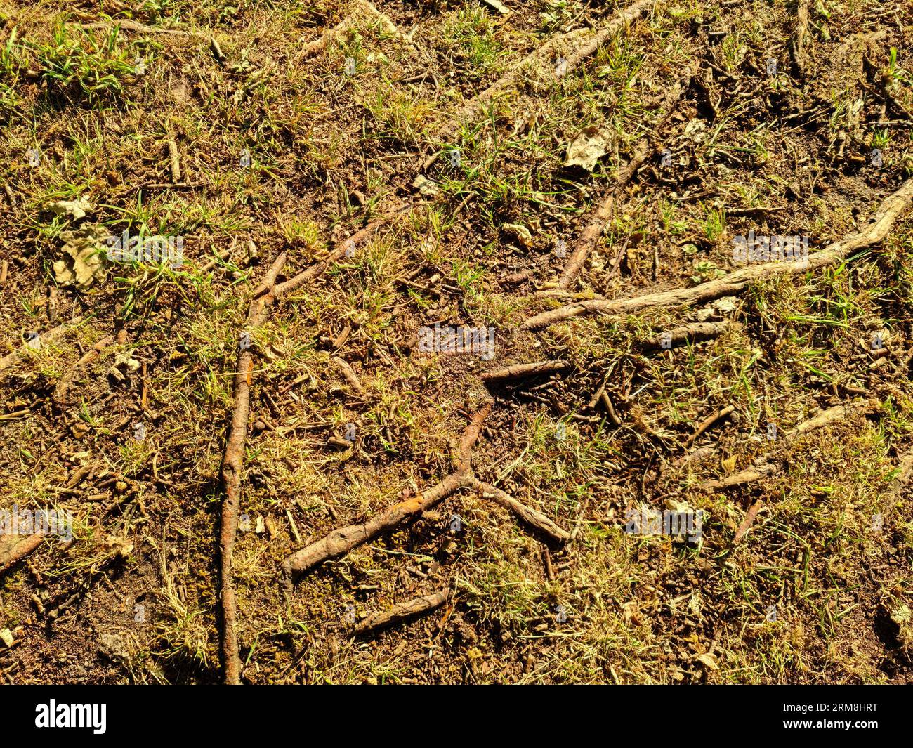 Beautiful forest ground texture close up Stock Photo - Alamy