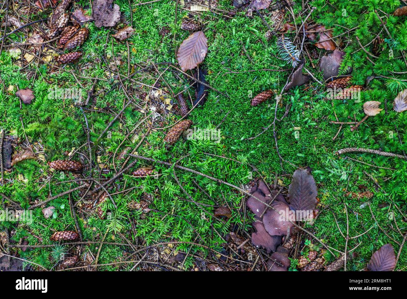 Beautiful forest ground texture close up Stock Photo - Alamy