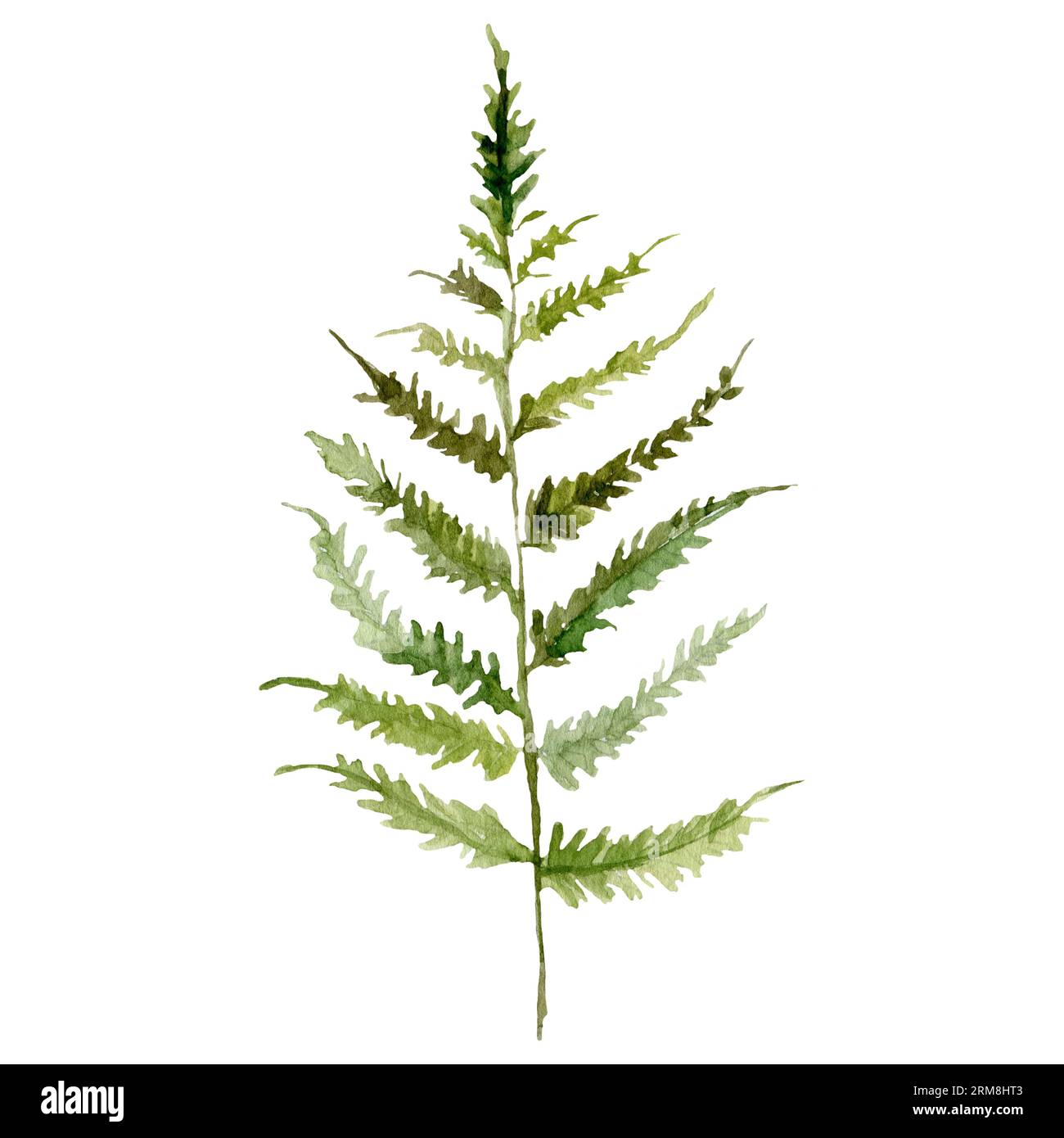 Watercolor drawing of tropical fern leaves. Isolated illustration of a ...