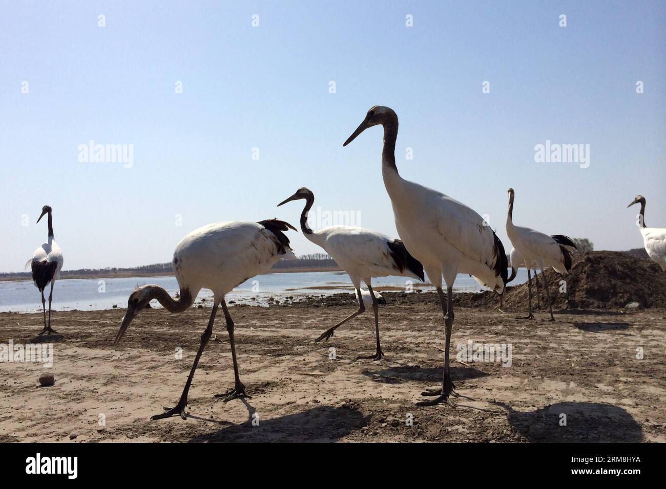 Tongyu hi-res stock photography and images - Alamy