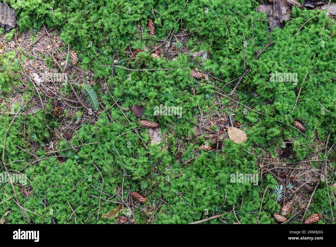 Beautiful forest ground texture close up Stock Photo - Alamy