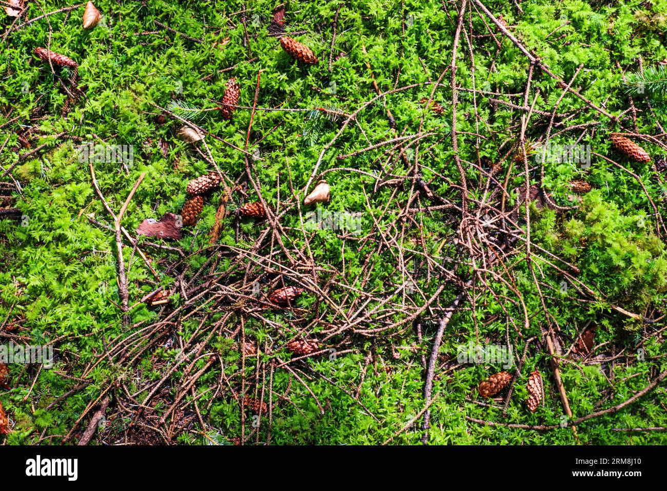 Beautiful forest ground texture close up Stock Photo - Alamy