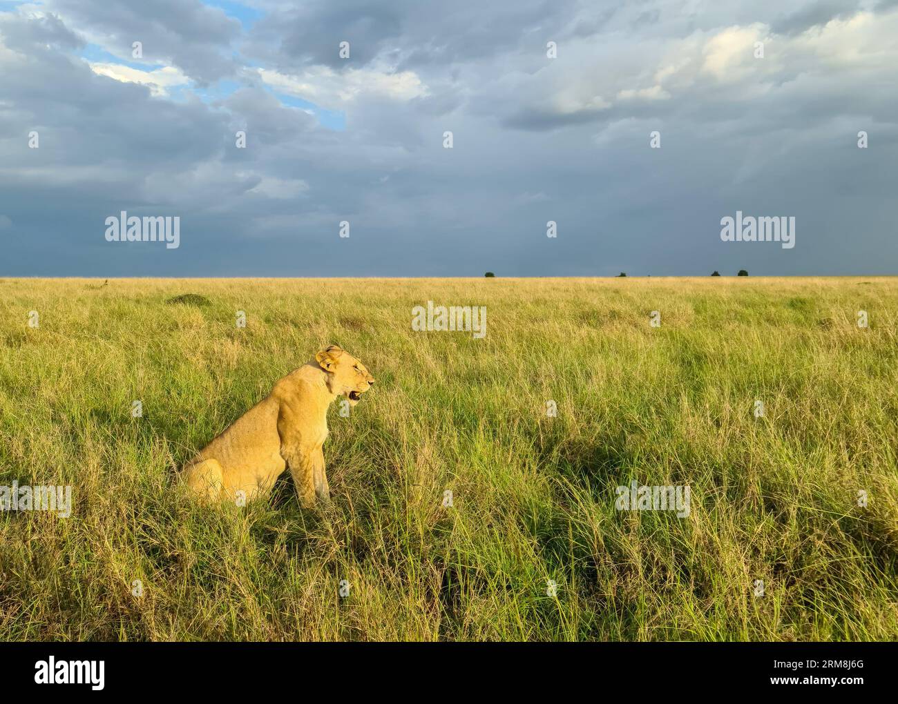 Wild lions in the savannah of Africa Stock Photo - Alamy
