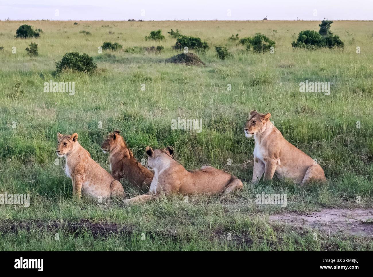 Wild lions in the savannah of Africa Stock Photo - Alamy