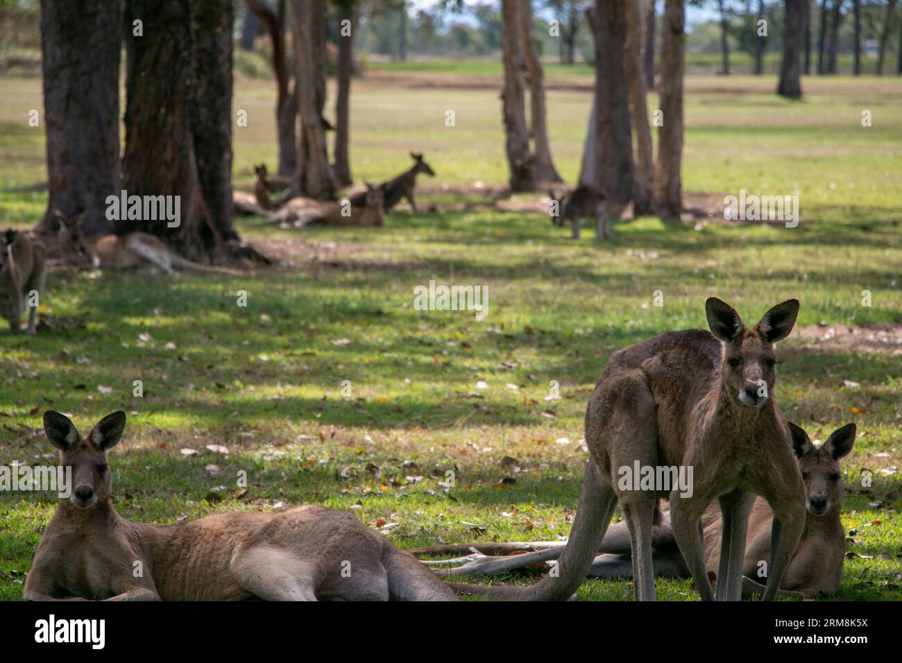 Group of kangaroos resting in the shade under eucalyptus trees on a hot ...