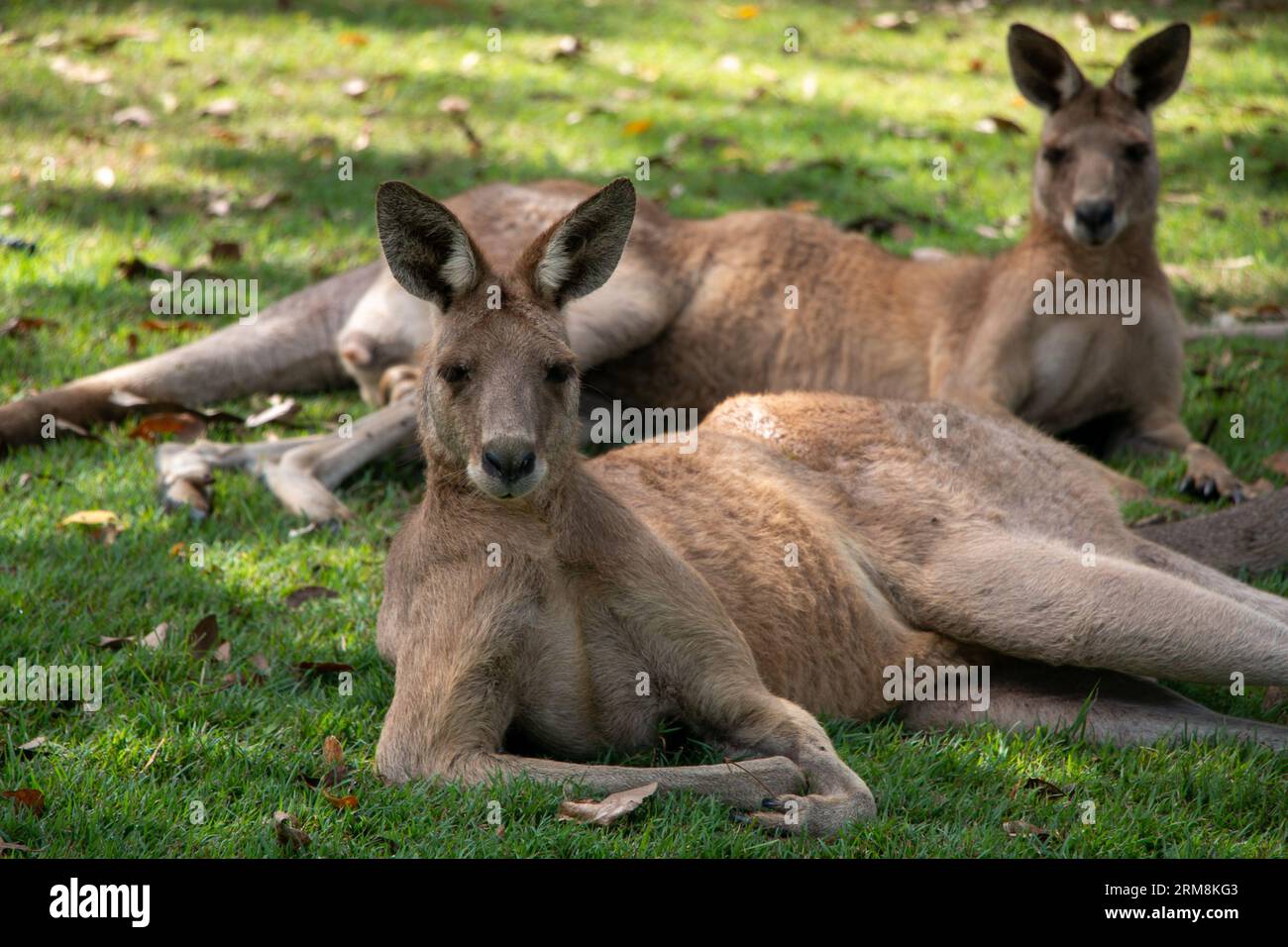 Kangaroos resting in the shade on a hot summer's day in Far North ...