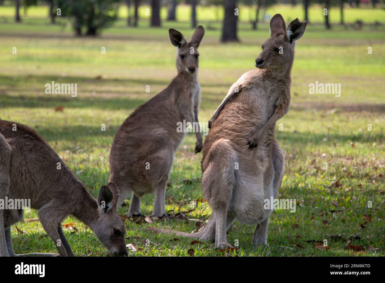Kangaroos in the shade on a hot summer's day in Far North Queensland ...