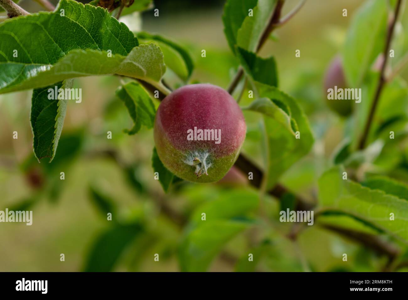 Little apples growing on apple tree in an orchard, healthy and natural ...