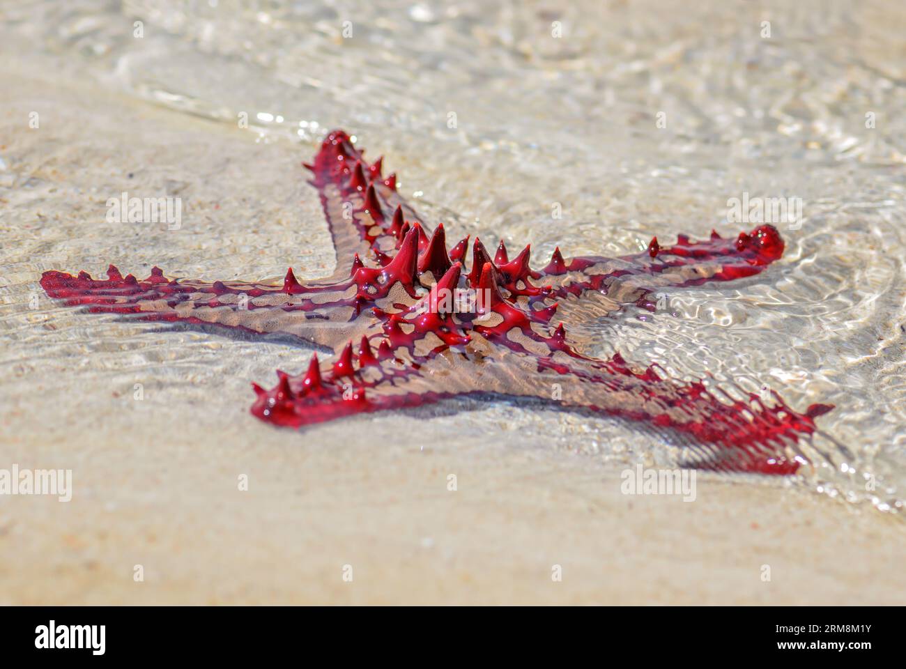 Indian ocean starfish hi-res stock photography and images - Alamy